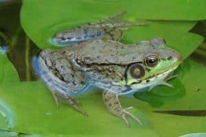 7 Types of Animals That Go Through Metamorphosis - Wildlife Informer