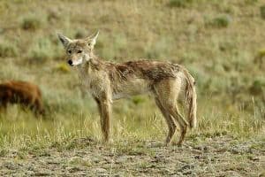 Fox Vs Coyote (7 Key Differences) - Wildlife Informer