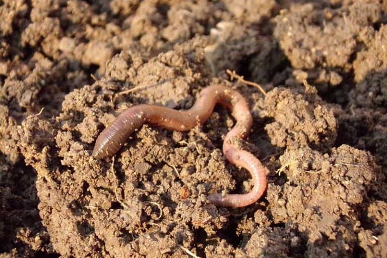 4 Types of Decomposers (With Examples) - Wildlife Informer