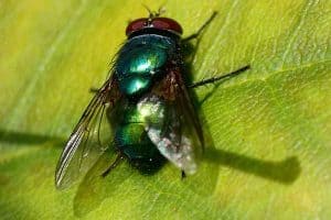 17 Examples of Scavengers (Pictures) - Wildlife Informer