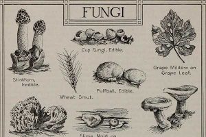 4 Types of Decomposers (With Examples) - Wildlife Informer