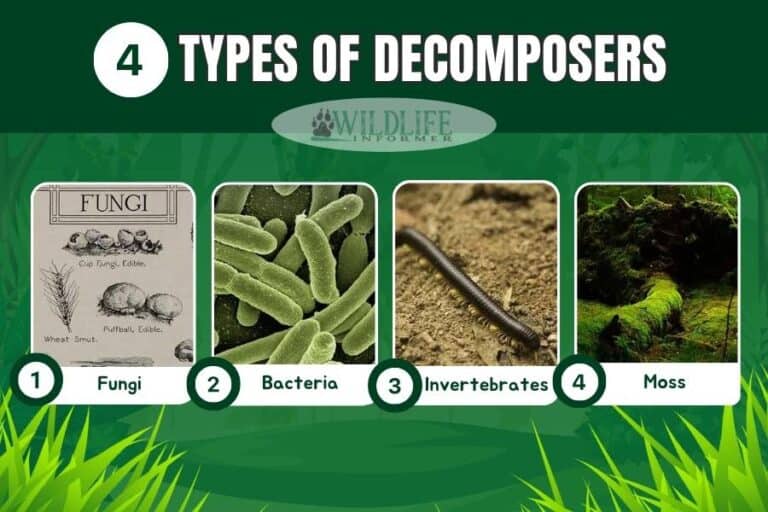 4 Types of Decomposers (With Examples) - Wildlife Informer