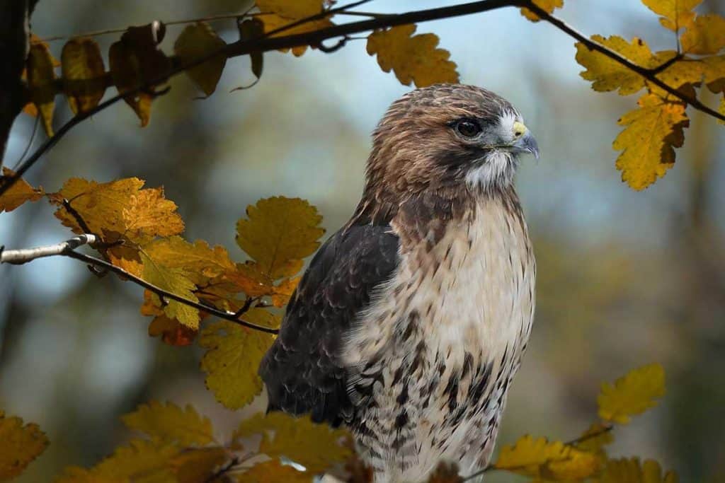 19 Types of Hawks in North America (Pictures) - Wildlife Informer