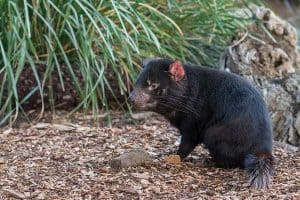 12 Types of Marsupials (Facts, Pictures, Examples) - Wildlife Informer