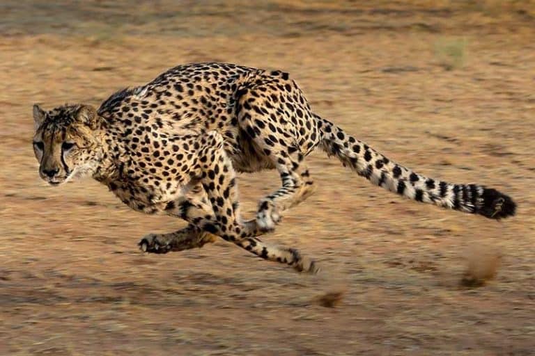 The 15 Fastest Animals in the World (Pictures) - Wildlife Informer