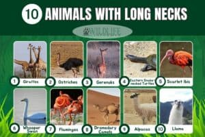 10 Awesome Animals with Long Necks (Neck Length & Pictures) - Wildlife ...