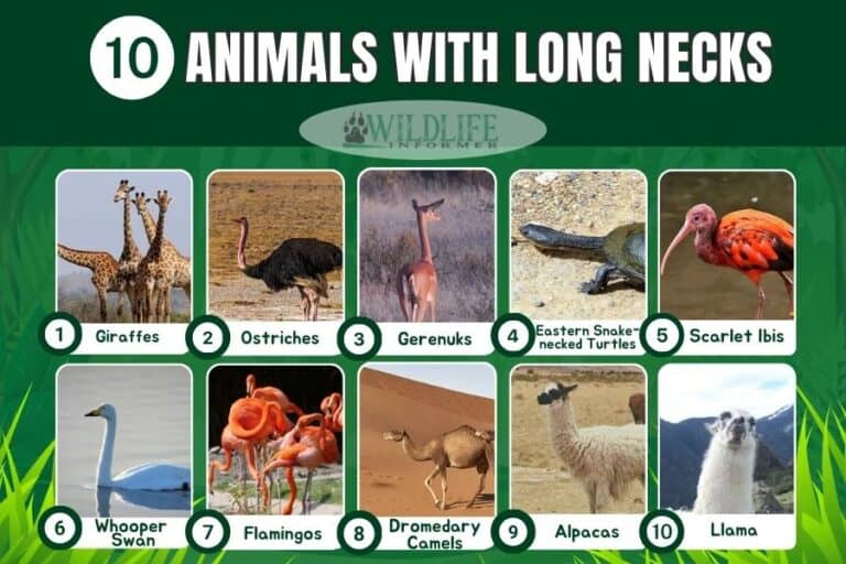10 Awesome Animals with Long Necks (Neck Length & Pictures) - Wildlife ...