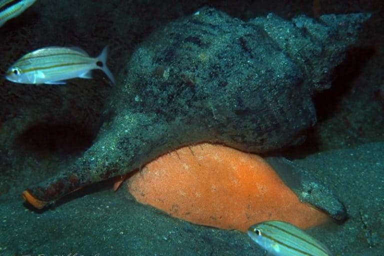 9 of the Largest Snails on Earth (Pictures) - Wildlife Informer