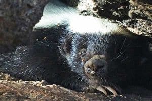 The 12 Types of Skunks (Facts & Info) - Wildlife Informer