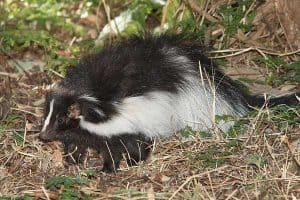 The 12 Types of Skunks (Facts & Info) - Wildlife Informer
