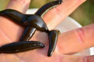 10 Animals with Multiple Brains (Pictures) - Wildlife Informer