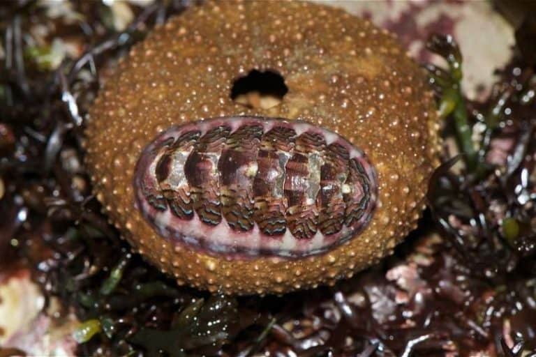 5 Types of Molluscs (Examples & Pictures) - Wildlife Informer