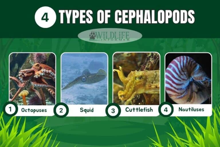 4 Types of Cephalopods (Pictures) - Wildlife Informer