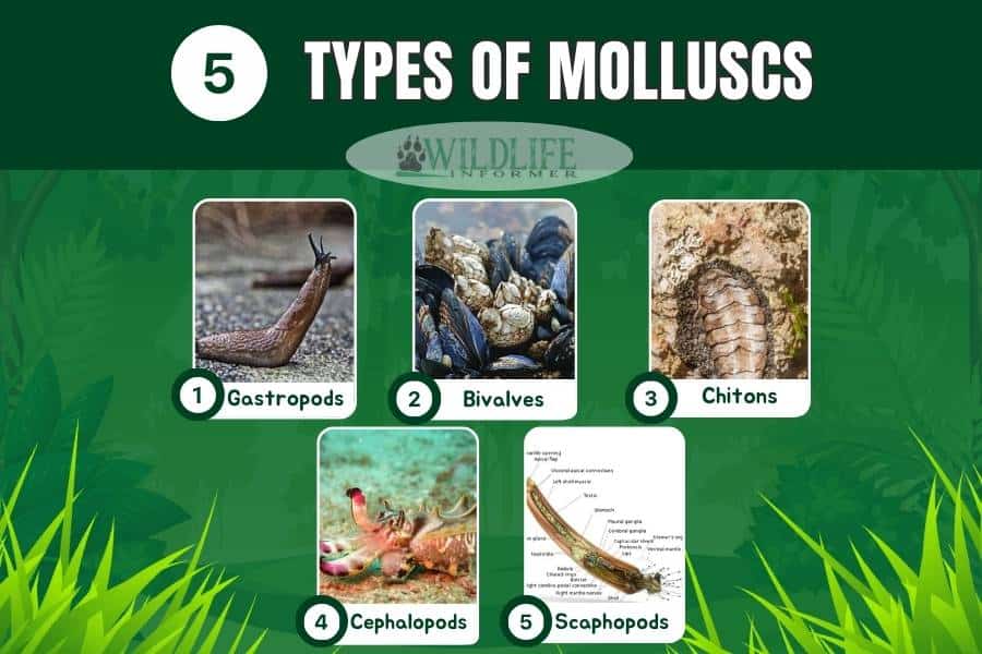 5 Types of Molluscs (Examples & Pictures) - Wildlife Informer