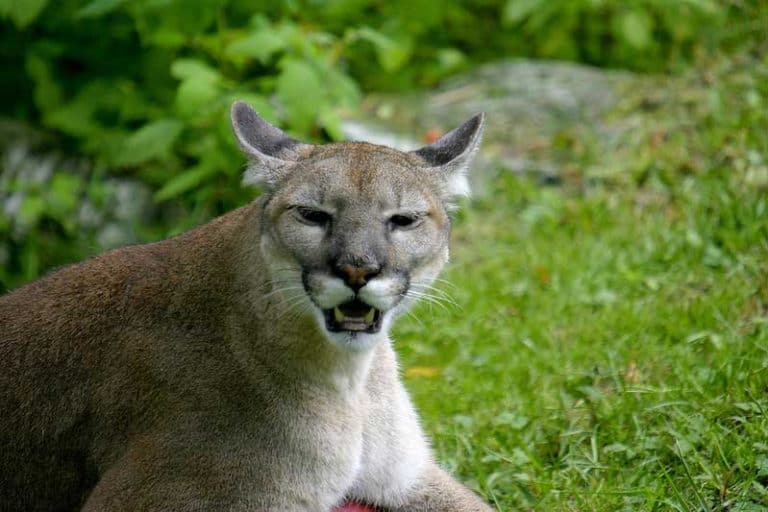 Animal Facts and Nature Information - Wildlife Informer