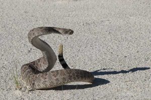 15 Examples of Animals With No Legs (Pictures) - Wildlife Informer