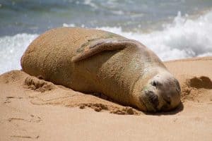 Native Animals in Hawaii (9 Interesting Species) - Wildlife Informer