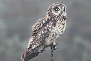 Native Animals in Hawaii (9 Interesting Species) - Wildlife Informer
