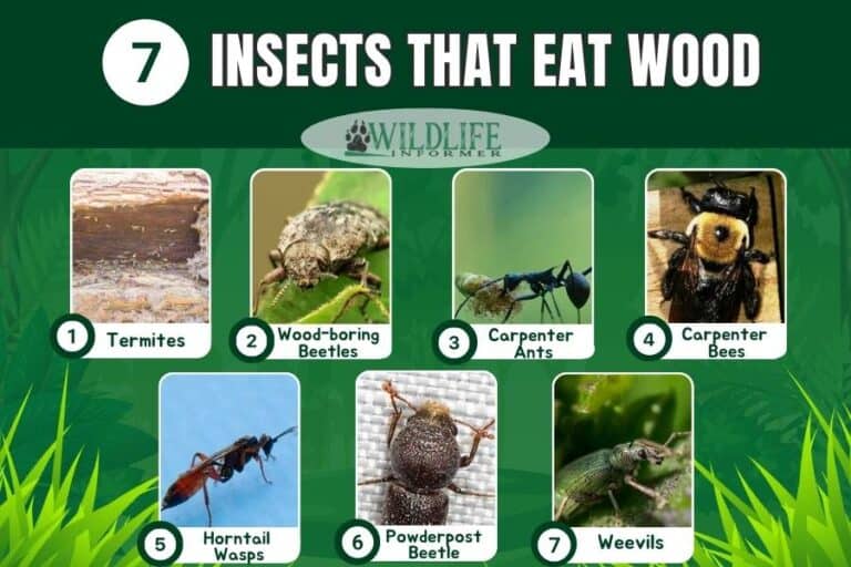 7 Different Insects That Eat Wood (Pictures) - Wildlife Informer