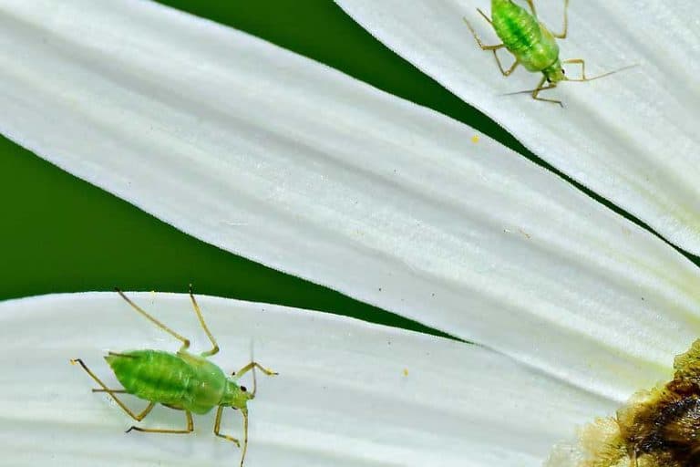 12 Examples of Primary Consumers (Pictures, Diagram) - Wildlife Informer