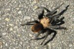 7 Types of Tarantulas in Texas (Pictures) - Wildlife Informer