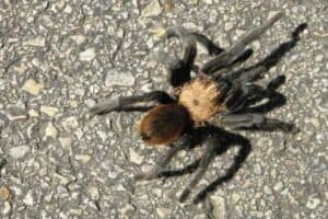 7 Types of Tarantulas in Texas (Pictures) - Wildlife Informer