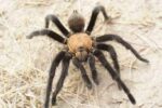 7 Types of Tarantulas in Texas (Pictures) - Wildlife Informer