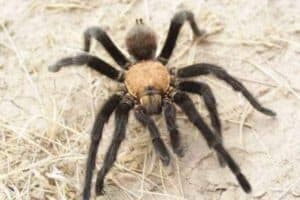 7 Types of Tarantulas in Texas (Pictures) - Wildlife Informer