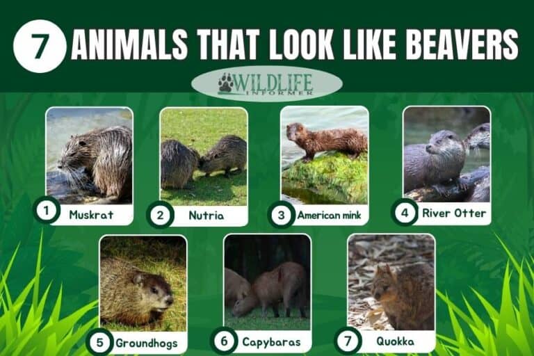 7 Different Animals That Look Like Beavers (Pictures) - Wildlife Informer