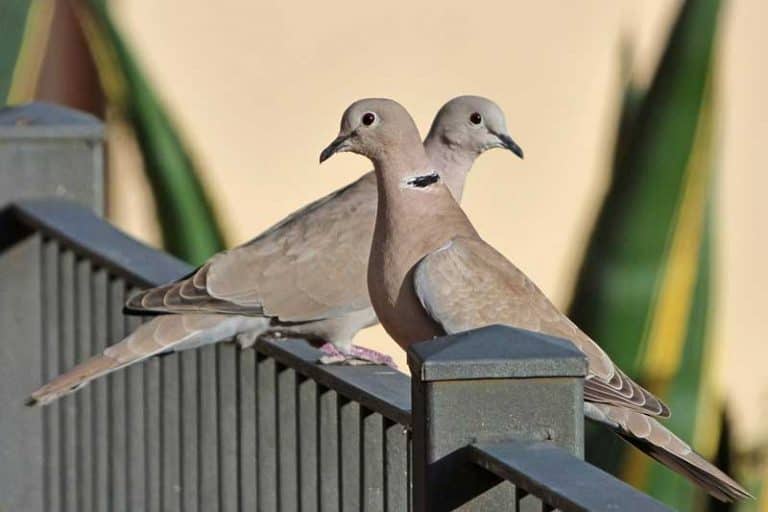 12 Invasive Species in Texas (With Pictures) - Wildlife Informer