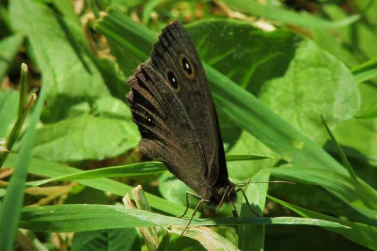 Most Common Butterflies in Tennessee (9 Species) - Wildlife Informer