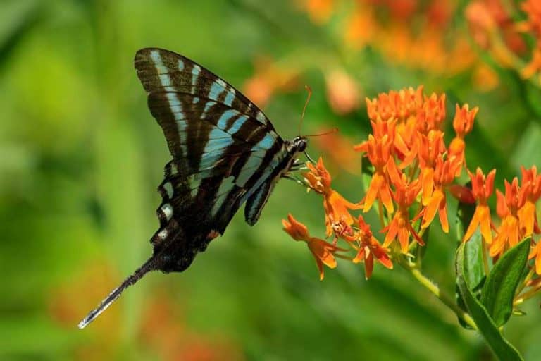 12 Types of Swallowtail Butterflies (Pictures) - Wildlife Informer