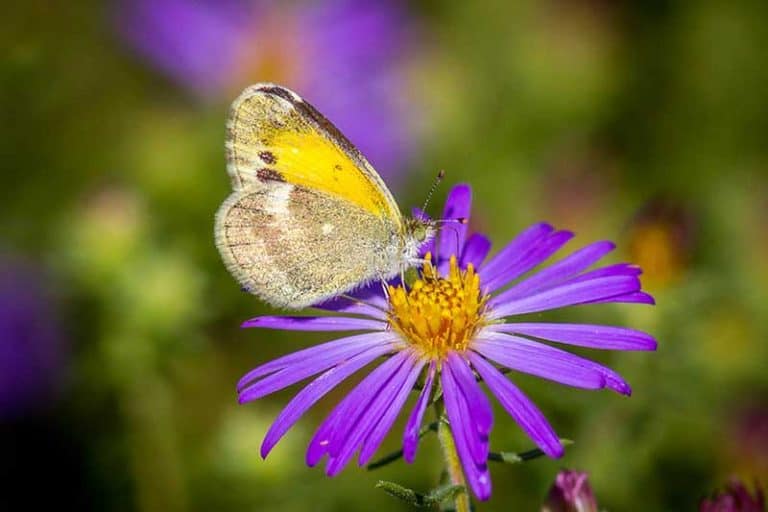 15 Types of Butterflies in Michigan (Pictures) - Wildlife Informer