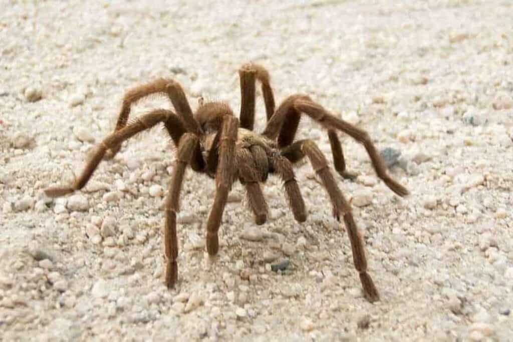 11 Tarantulas in California (Interesting Facts) - Wildlife Informer