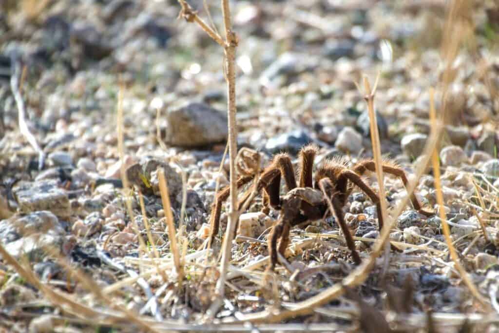 11 Tarantulas in California (Interesting Facts) - Wildlife Informer
