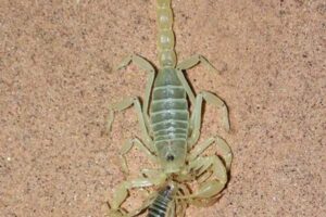 14 Scorpions in California (Info & Photos) - Wildlife Informer