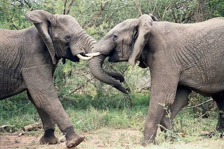 12 Well Known Animals with Thick Skin (Pictures) - Wildlife Informer