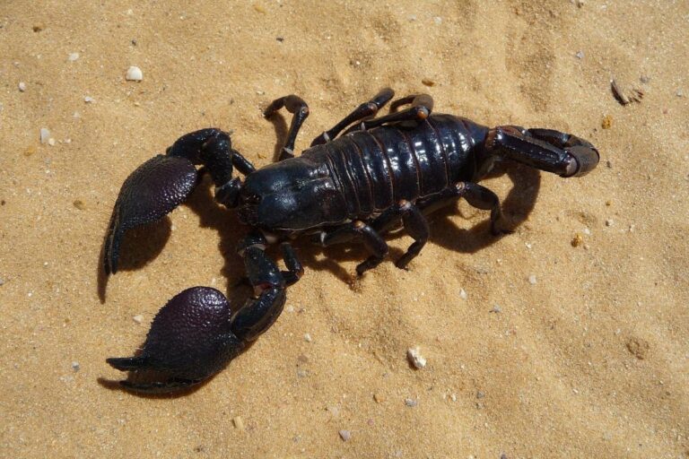 Emperor Scorpion Care Sheet (Guide and Tips) - Wildlife Informer