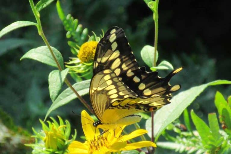 12 Types of Swallowtail Butterflies (Pictures) - Wildlife Informer