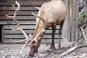 Elk Vs Moose (11 Main Differences) - Wildlife Informer
