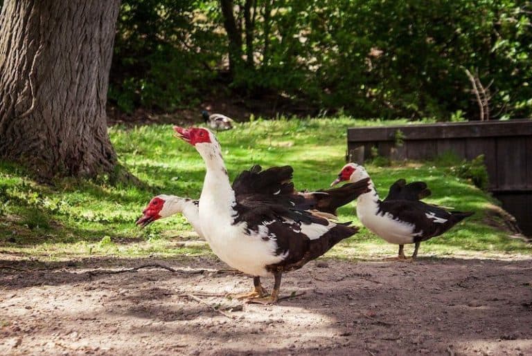 15 Invasive Species in Florida (With Pictures) - Wildlife Informer