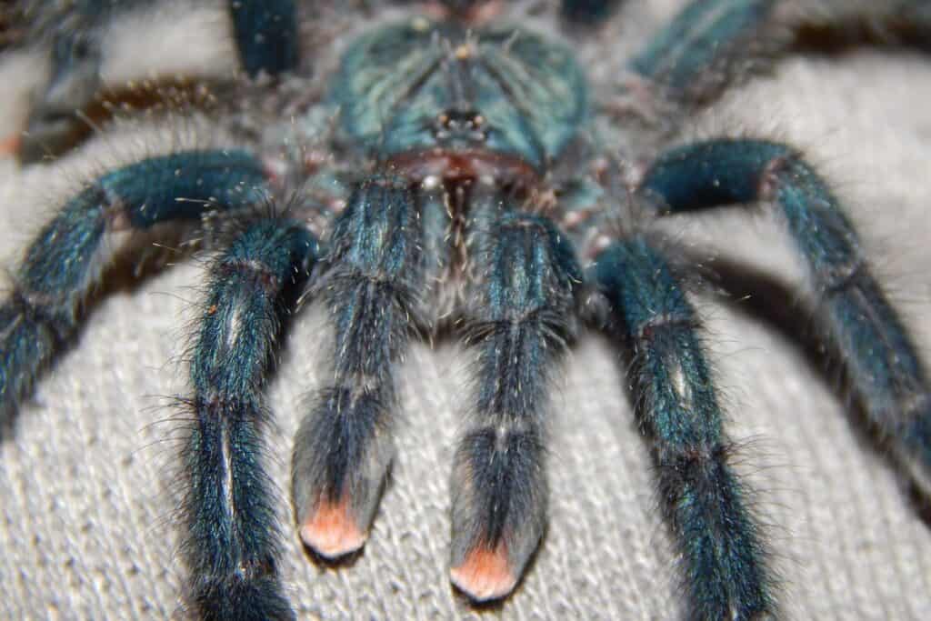 Pinktoe Tarantula Care Sheet (7 Things To Know) - Wildlife Informer