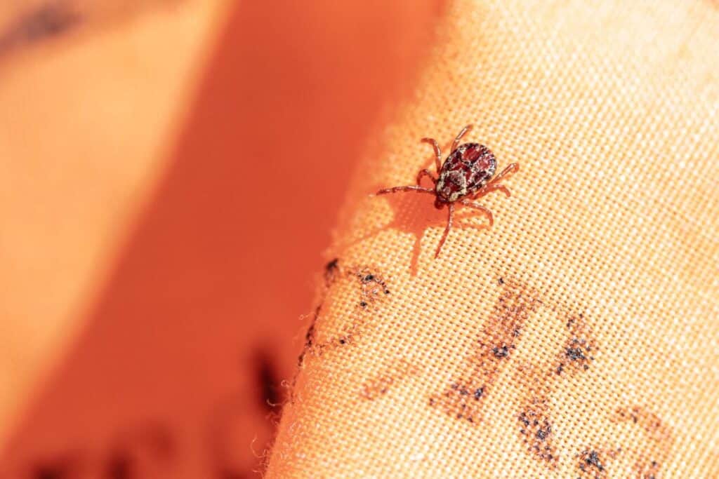 8 Common Types of Ticks in Colorado (With Pictures) - Wildlife Informer