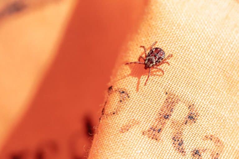 6 Ticks in California to Know About (Pictures) - Wildlife Informer