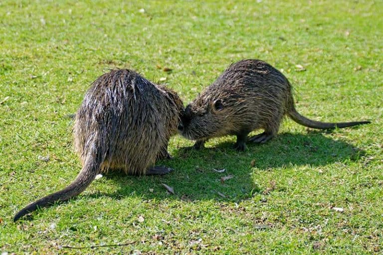 9 Invasive Species in North Carolina (With Pictures) - Wildlife Informer