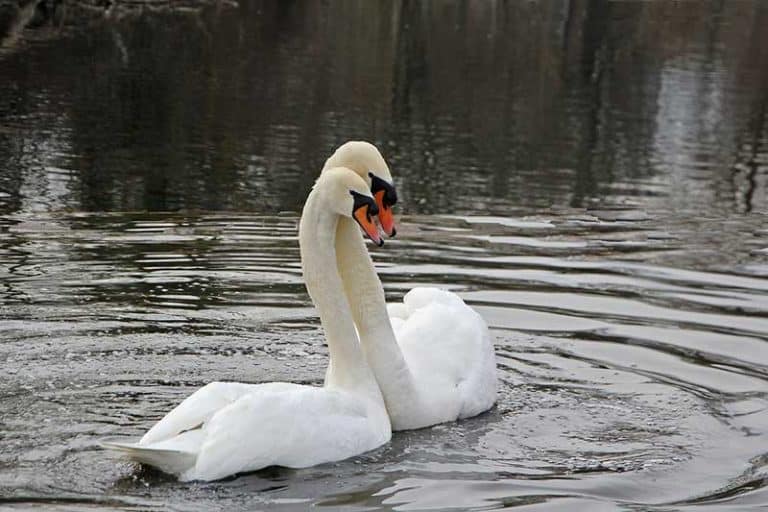 10 Invasive Species in Michigan (With Pictures) - Wildlife Informer