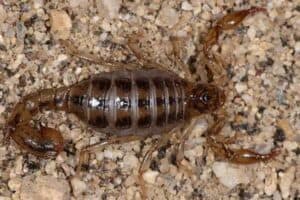 10 Species of Scorpions in Arizona (With Pictures) - Wildlife Informer
