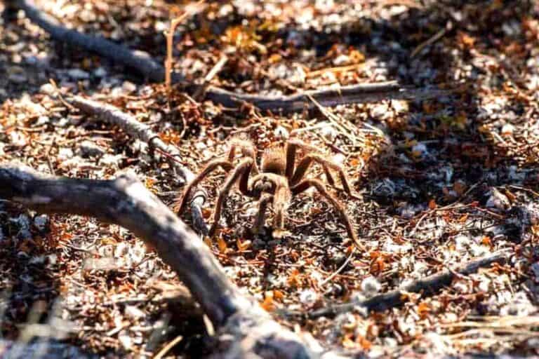 16 Types of Tarantulas in Arizona (Pictures) - Wildlife Informer