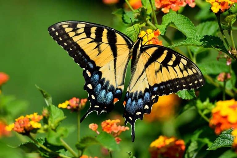 15 Types of Butterflies in North Carolina (Pictures) - Wildlife Informer