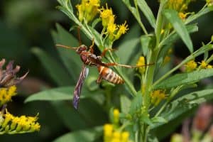 10 Hornets, Bees, and Wasps in Texas (Pictures) - Wildlife Informer